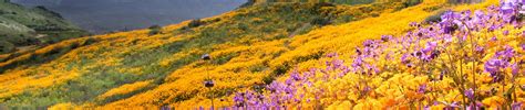 flower classification 2021 kaggle
