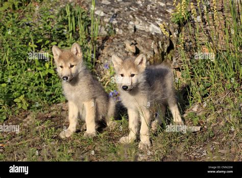 Wolf Cubs