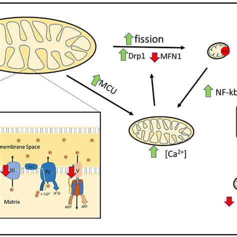 Mitochondrial Dysfunction Reported In Hepatitis B Cell Models Hbx Is Download Scientific