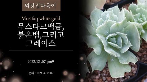 특별한 두개의 다육이 셋트배송비무료외갓집다육이01093492302 Youtube