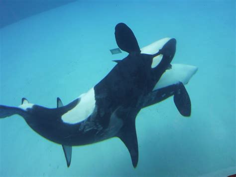 고래 성기의 위엄 포텐 터짐 최신순 에펨코리아