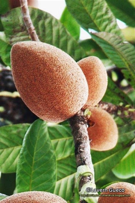 Fruit Trees Home Gardening Apple Cherry Pear Plum Chico Fruit