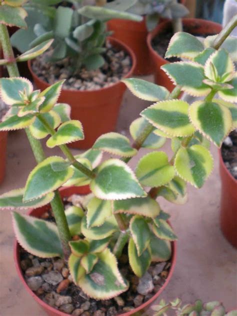 Crassula Sarmentosa Comet Variegated Trailing Jade Plant Artofit