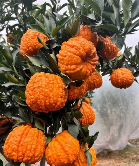 Dekopon Chinese Orange Plant At ₹ 150piece Orange Plant In 24