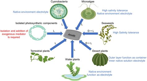 Does Blue Green Algae Perform Photosynthesis At Glen Robinson Blog