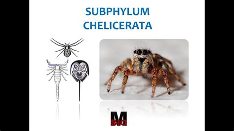 Subphylum Chelicerata