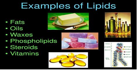 SOLUTION Lipid Definition And Functions Studypool