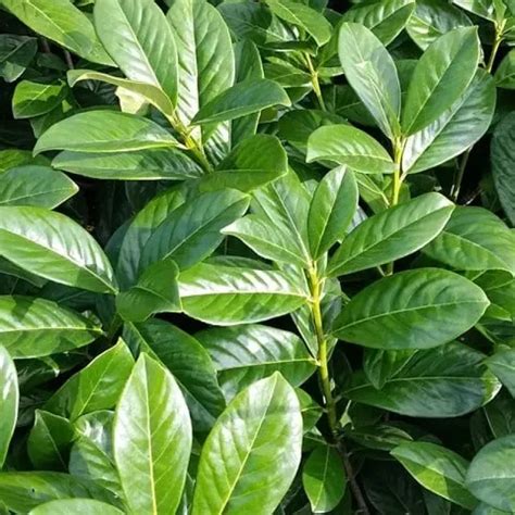 Arbust Decorativ Prunus Laurocerasus Novita Clt 10 100125