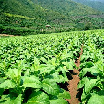 烟草业 百度百科