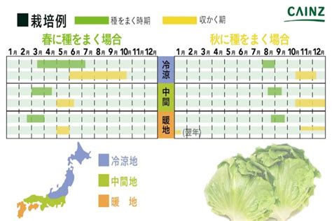 栄養豊富なレタスの育て方！ 種類や栽培時期も詳しく解説 となりのカインズさん