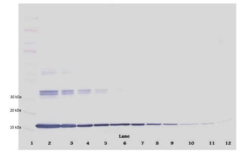 Anti Tnf Alpha Antibody Ab9739 Abcam