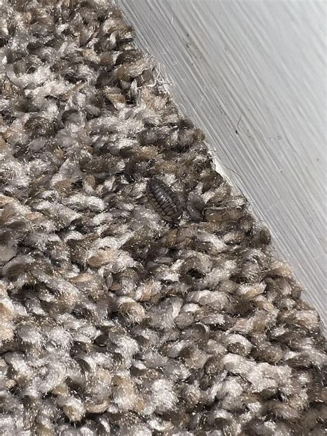 Help Is This A Sow Bug If So What Is The Best Way To Get Rid Of