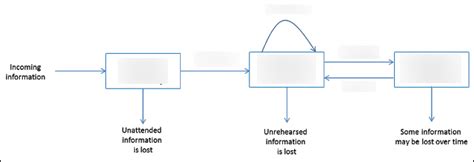 Multi Store Memory Model Diagram Quizlet