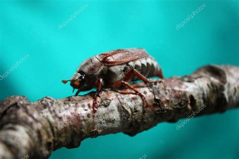 A Cockchafer Insect May Bug Mitchamador Billy Witch Or Spang Beetle Close Up Melolontha