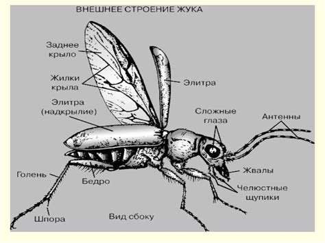 Комахи презентація з біології