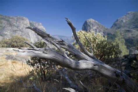 Dead Tree Branch On The Dry Grass Near The Hetch Hetchy Reservouarusa