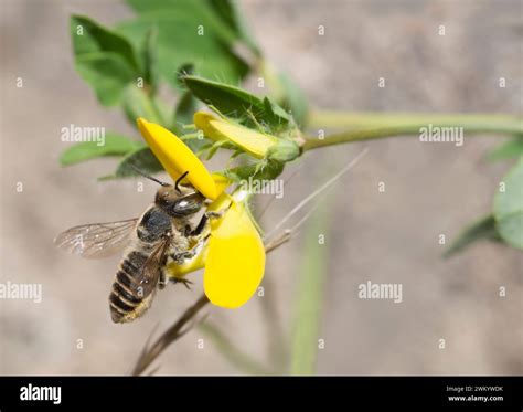 Leaf Cutting Bee Megachile Dorsalis On Birdsfoot Trefoil Gulf Of