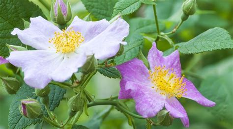 15 Different Types Of Runner Plants For Your Garden