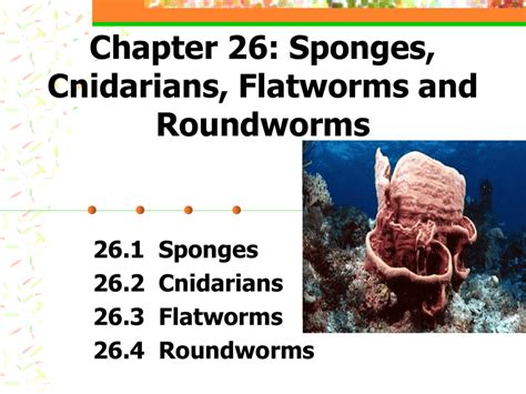 Flatworms And Roundworms