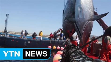 3000년 전통 스페인 참치 잡이 눈길 Ytn Youtube