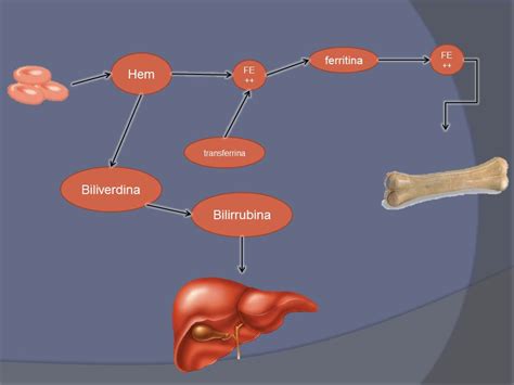 Materia De Fisiologia Síntesis Y Destrucción De Eritrocitos