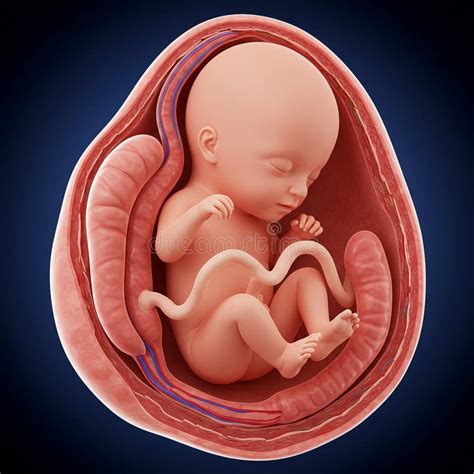 Human Fetus