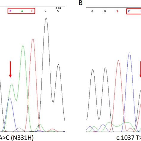 Electropherograms Of Sequencing Analysis At The Thrb Gene Exon 9 In Download Scientific
