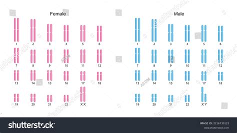 Scientific Designing Human Karyotype Human Complete Stock Vector Royalty Free 2216730123