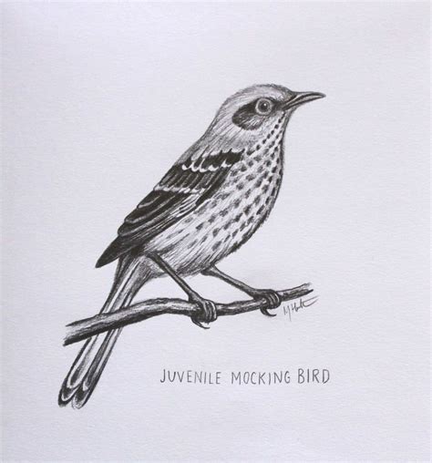 Juvenile Mocking Bird Illustration