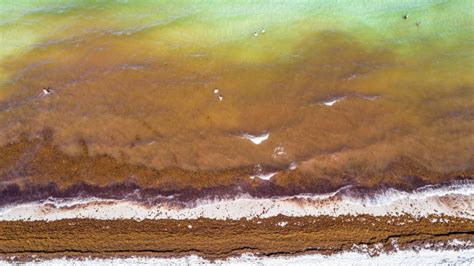 Big Blob Of Seaweed Coming To South Florida Beaches This Summer Nbc 6