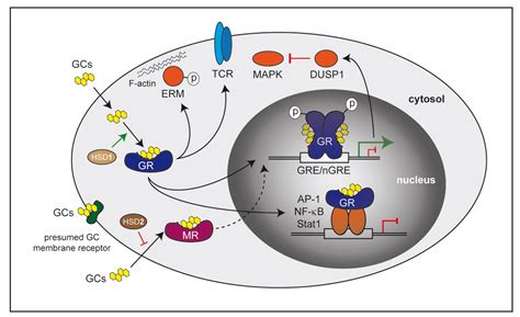 Cells Free Full Text The Role Of Glucocorticoids In Inflammatory Diseases