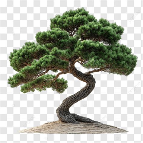 Twisting Trunk Tree PNG Vector PSD And Clipart With Transparent Background For Free Download