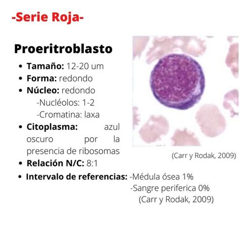 Proeritroblasto Conoce Su Función En La Hematopoyesis