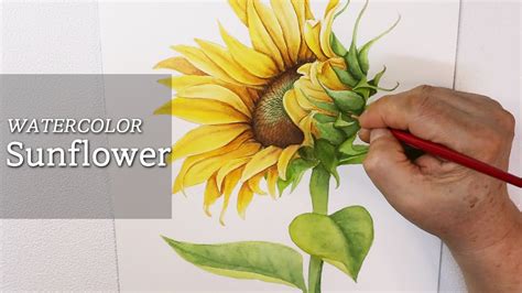 수채화 해바라기 그리기 Youtube
