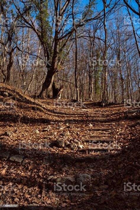 겨울 숲 나무에는 잎이 없습니다 태양은 땅에 트렁크에서 그림자를 캐스팅 겨울나무에 대한 스톡 사진 및 기타 이미지 겨울나무 숲 0명 Istock