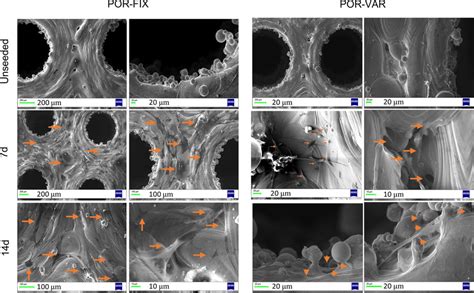 sem micrographs of the samples showing the structure unseeded
