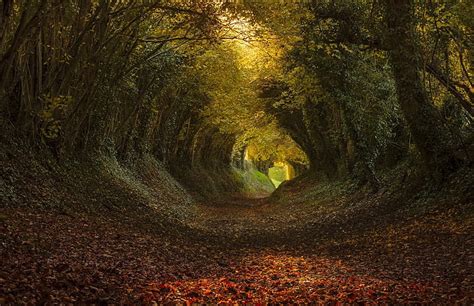 HD Wallpaper Dark Hedges Tourist Attraction Tunnel Beech Beech