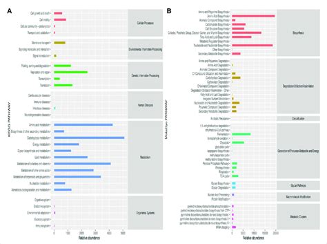 A Predicted Abundance Of Kegg Secondary Functional Pathways The