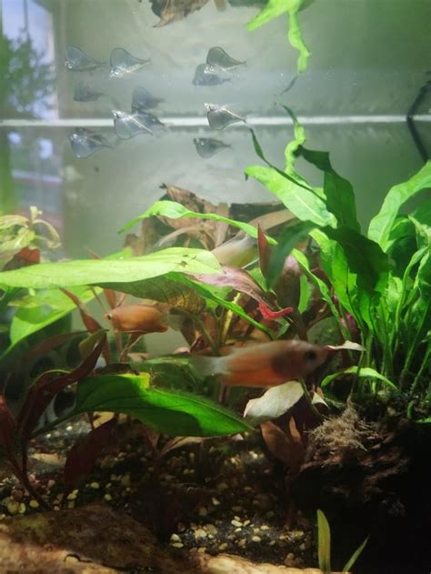 Help Please What Gourami Species Are They And What Sex Are They I