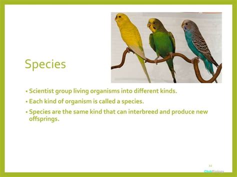 4 Grouping And Identifying Organisms Pptx