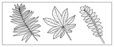 야자수 가지 Zamiokulkas 가지 양치류가 있는 흑백 벡터 열대 그림 색칠하기 책 디자인 장식 월페이퍼 엽서 및 프레젠테이션을 위한 배경 0명에 대한 스톡 벡터 아트