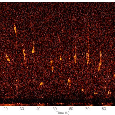 Spectrogram Of A Variety Of Tonal Signals Occurring Between 50 And 400 Download Scientific