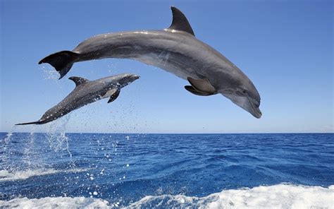 Delfin HD Wallpaper | Hintergrund | 1920x1200 | ID:407558 - Wallpaper Abyss