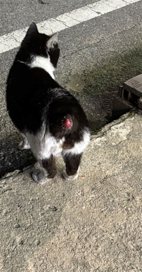 혐 고양이 꼬리 자르는게 시청이나 주민센터에서 하는 일인가 치지직 에펨코리아