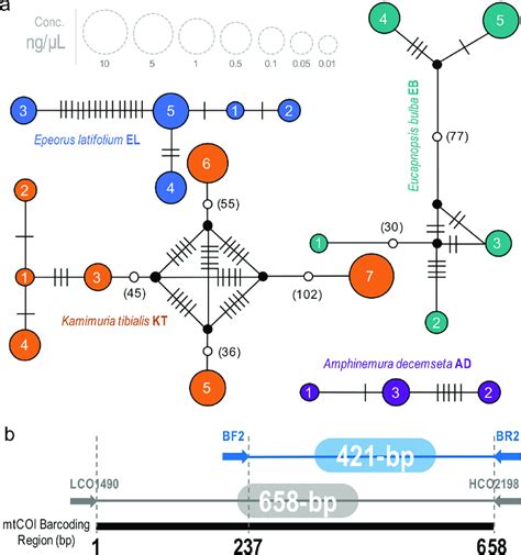 haplotype networks and barcode information median joining haplotype