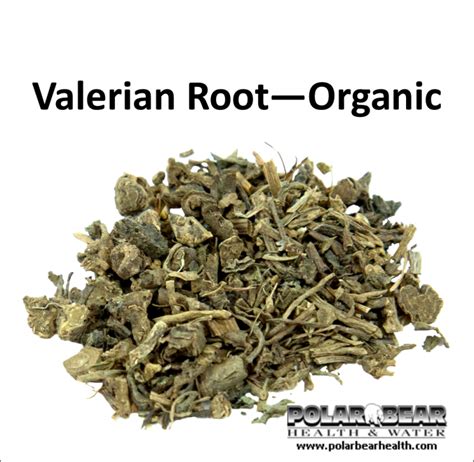 Valerian Root Polar Bear Health And Water Edmonton Alberta