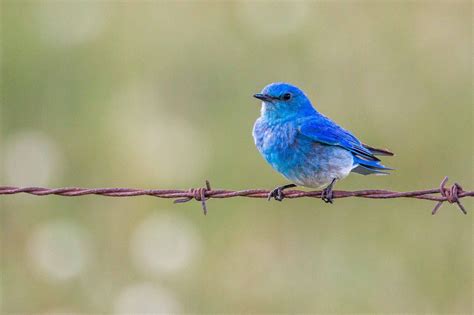 Bird On A Wire Wildlife