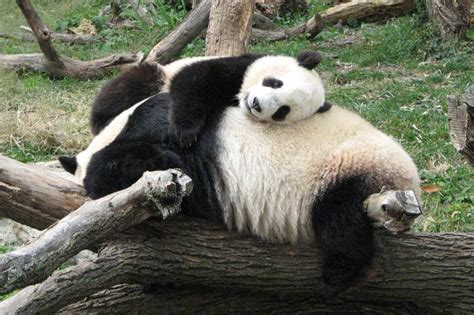 Funny Sleeping Bear