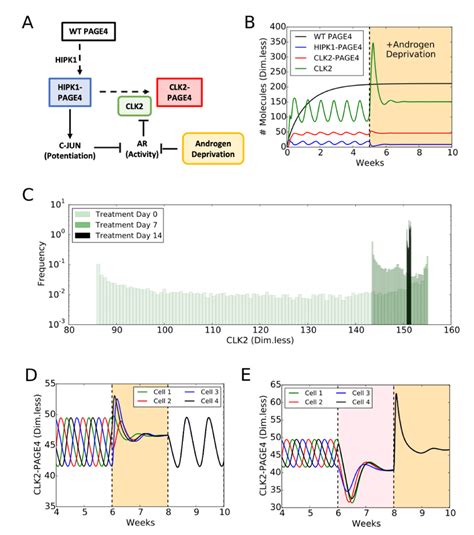 Page4 Conformational Switching Gives Rise To Cell Phenotypic