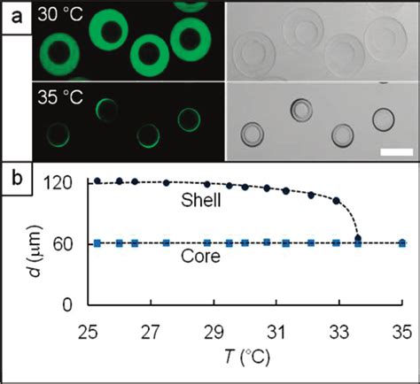 Thermoresponsive Behavior Of Paam Pnipaam Core Shell Microgels A Download Scientific Diagram